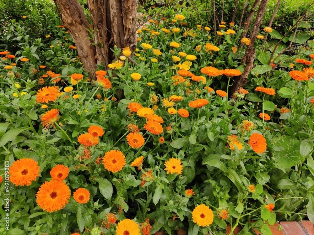 Calendula officinalis (pot marigold, common marigold, ruddles or Scotch ...