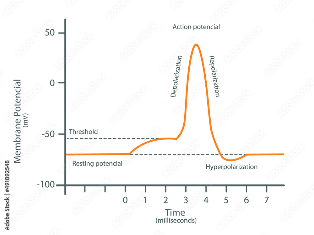 Diagram of a transmission of a nerve impulse. Relation to the membrane ...
