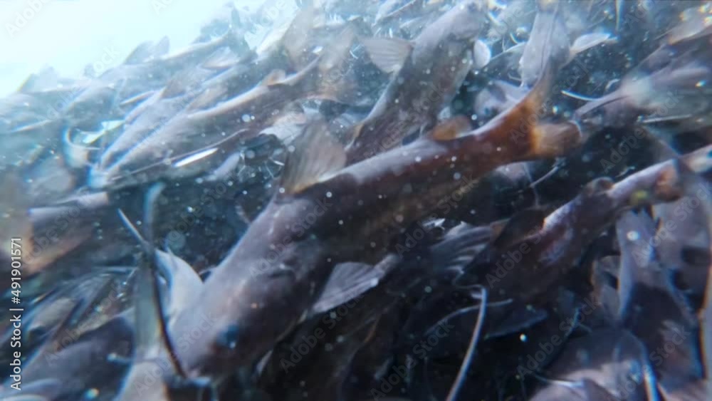 Tropical underwater sea fish at Gomati river of Dwarka, Gujarat, India ...