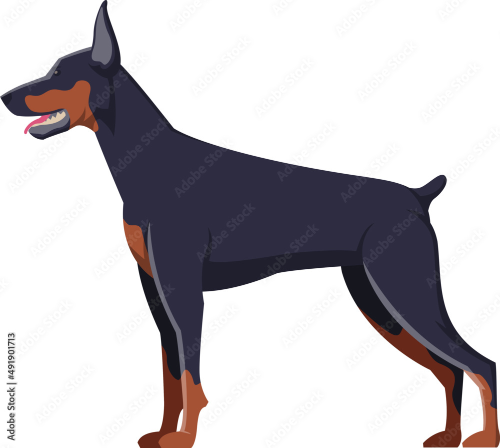 Dobermann as Purebred Dog and Domestic Pet Animal in Standing Pose Side ...