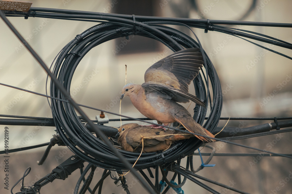 Poster Paloma macho con una rama en el pico parada sobre el lomo de una ...