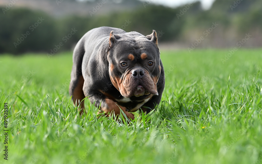 Extreme American Bully Puppy
