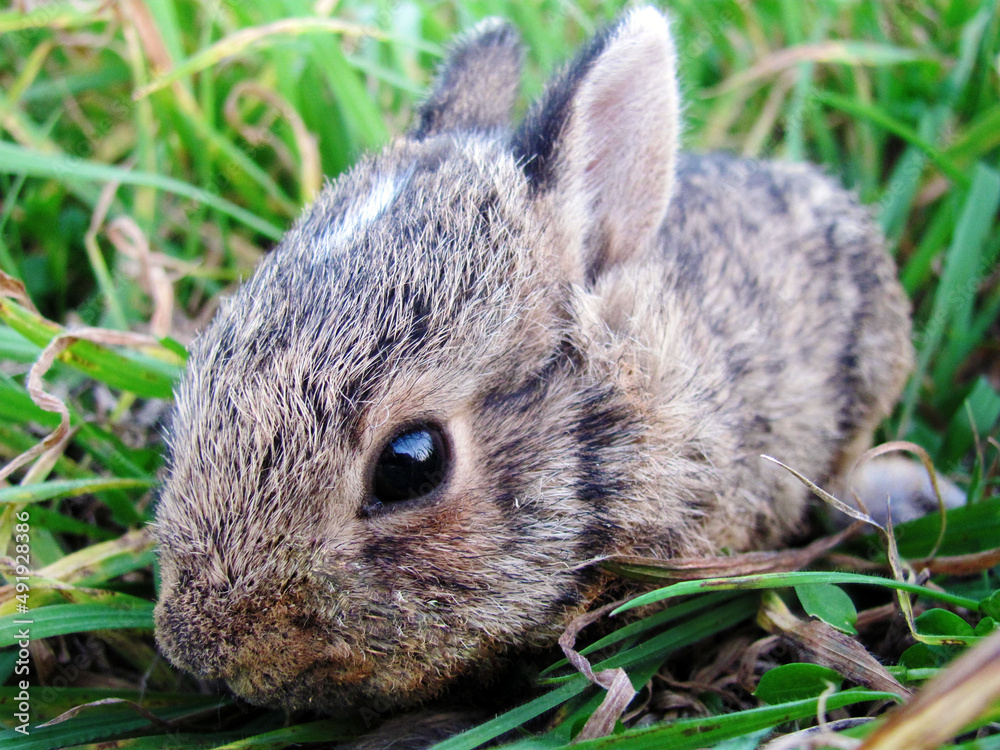 Baby bunny Stock Photo | Adobe Stock