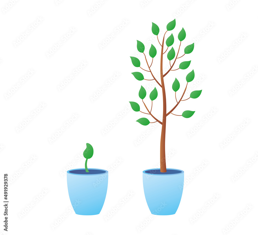 Young small plant sprout and big tree seedling with green leaves ...