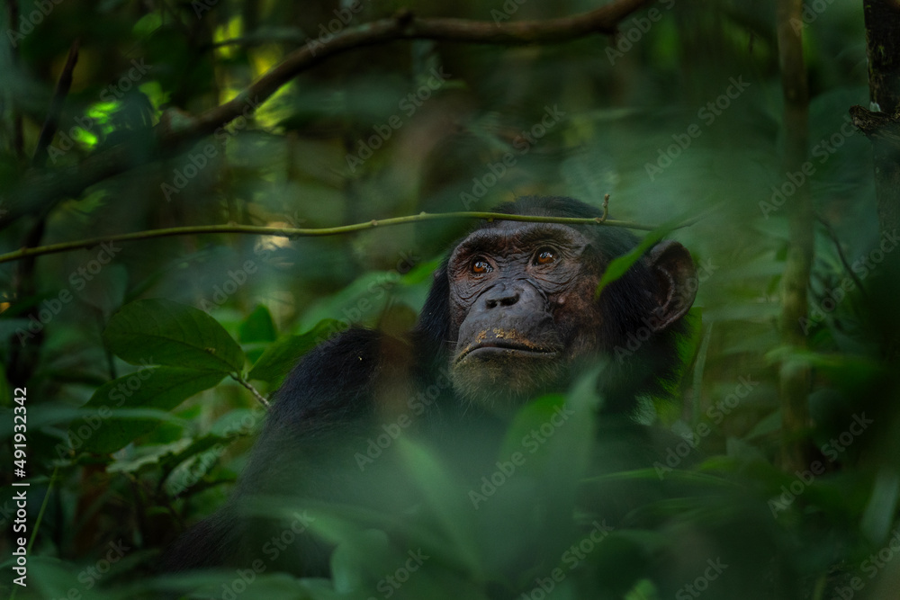 Chimpanzee in the forest. Chimp in the protected Kibale forest. Safari ...