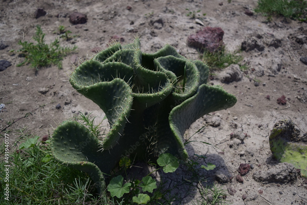 wild nopales, natural prickly pear cactus, silhouettes of nopales ...