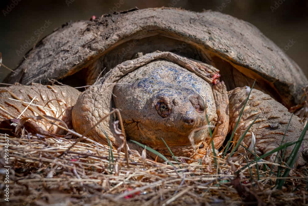 Front view of an aged Common Snapping Turtle sunning on the creek bank ...