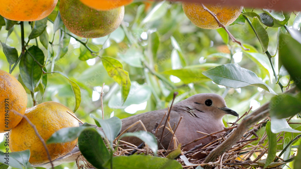 Pombo em seu ninho em uma laranjeira com frutos Stock Photo | Adobe Stock