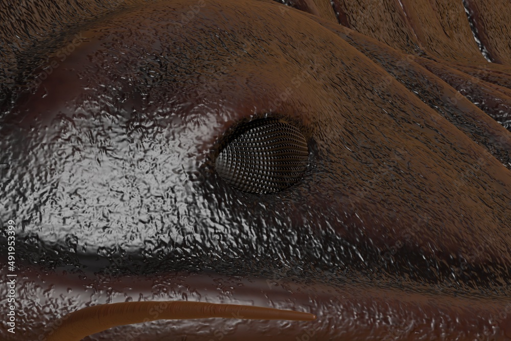 3d Render of the extinct trilobite, olenoides serratus, one of the ...