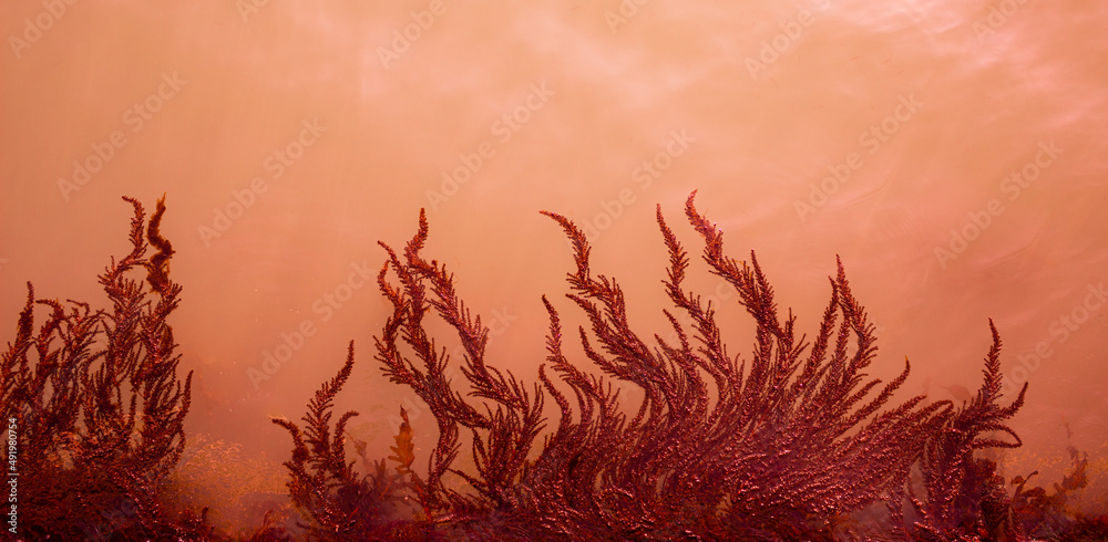Beautiful natural red background. Red algae in the turbid water. Stock ...