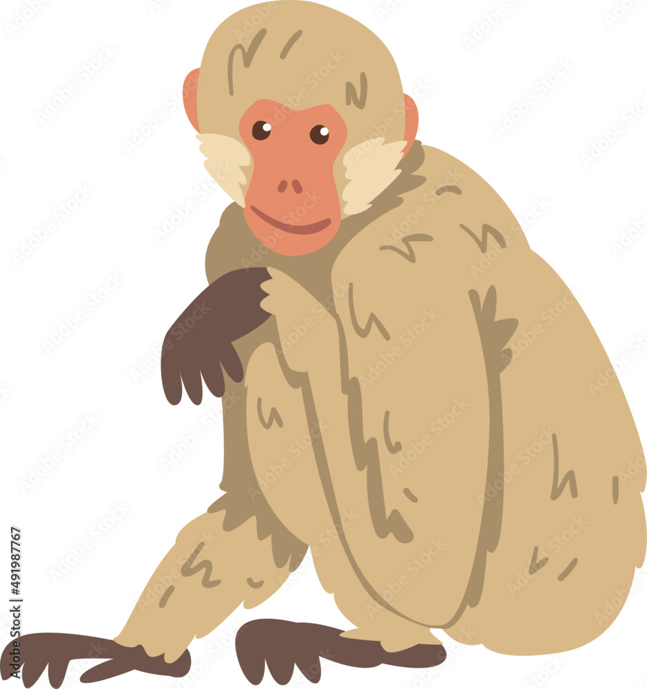 Monkey with Forward-facing Eyes as Arboreal Herbivorous Ape in Sitting ...