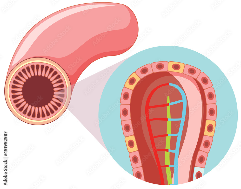 Diagram showing intestinal villus structure Stock Vector | Adobe Stock