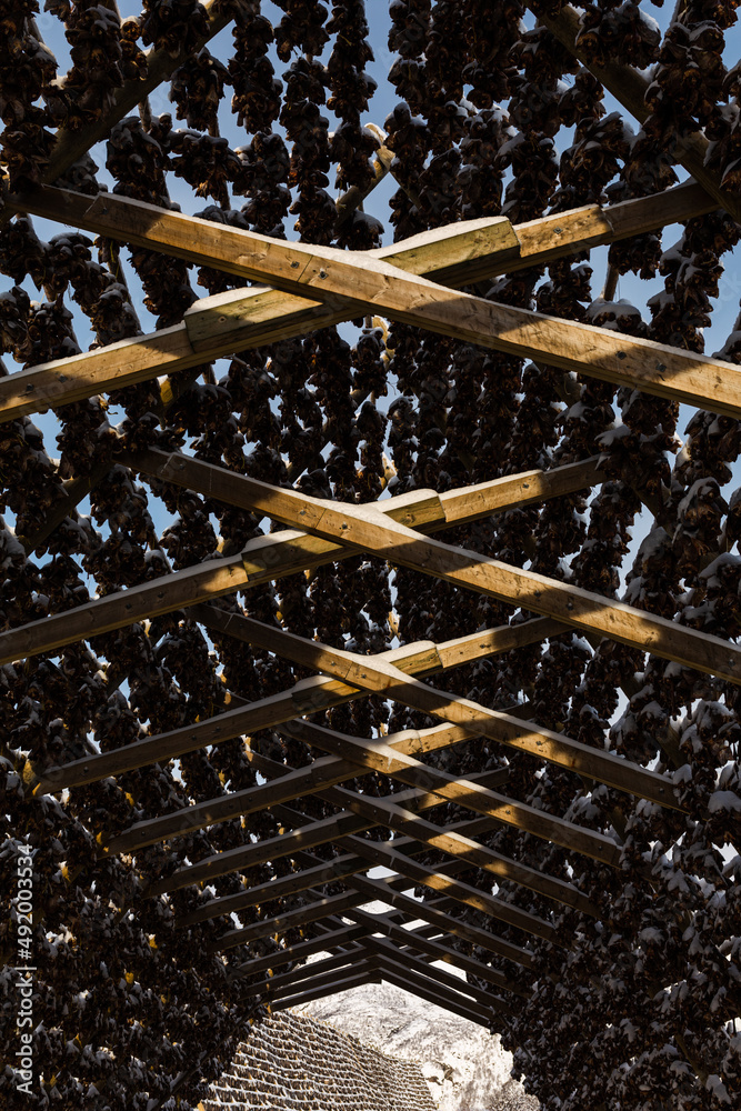 StockFish - konstrukcje do suszenia ryb, dorsze schną wisząc na wietrze ...