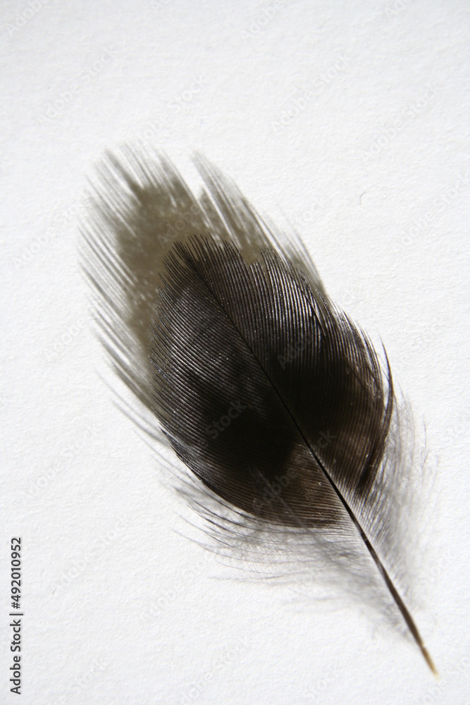 Pluma de paloma mensajera color negra y gris, con luz rasante forma ...