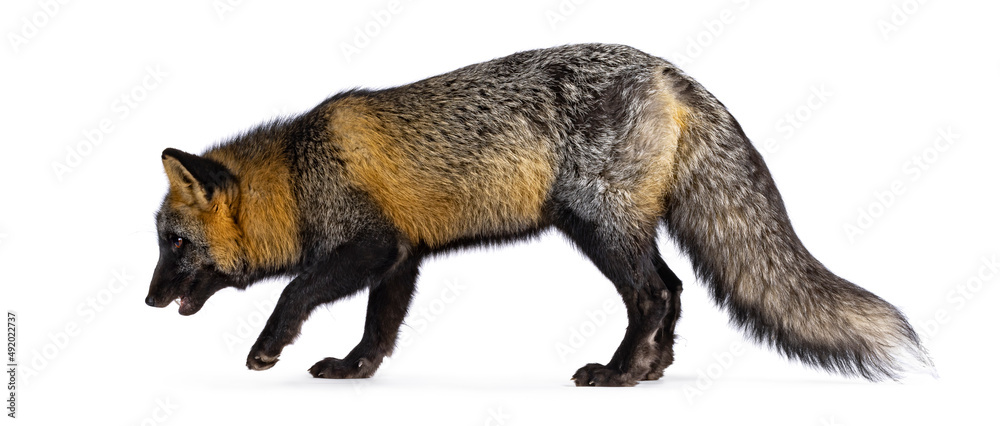 Cross Red fox with silverfox aka Vulpes, walking side ways. Head down ...