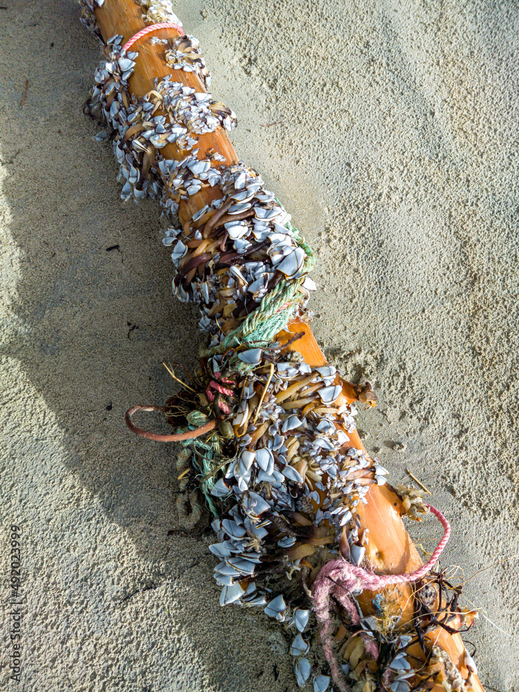 Goose barnacles, stalked barnacles, gooseneck barnacles on wooden post ...
