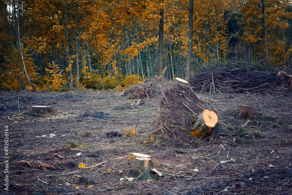 Tree stump in forest, deforestation, tree removal, enviromental damage ...