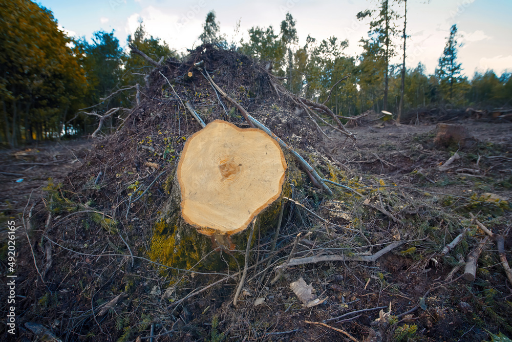 Tree stump in forest, deforestation, tree removal, enviromental damage ...