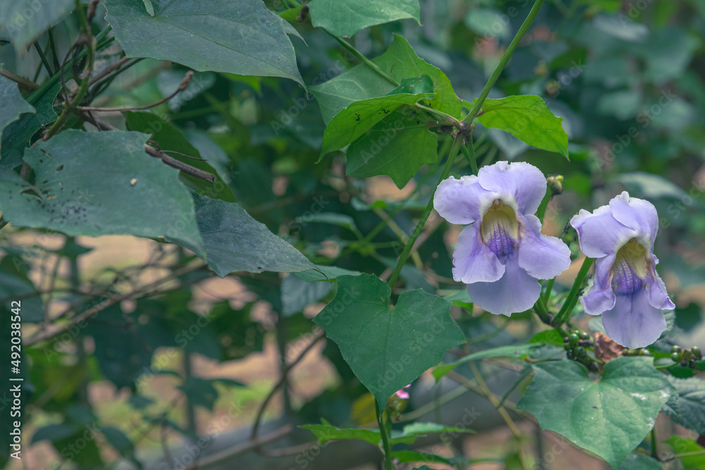 Beautiful Thunbergia grandiflora, Thunbergia laurifolia, Blue trumpet ...