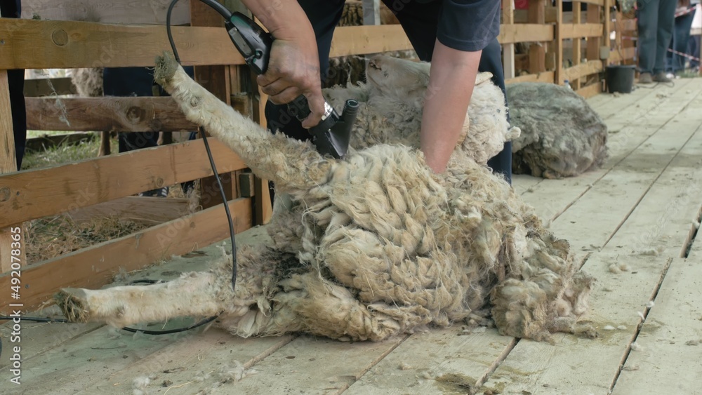 Men shearer shearing sheep at agricultural show in competition. The ...