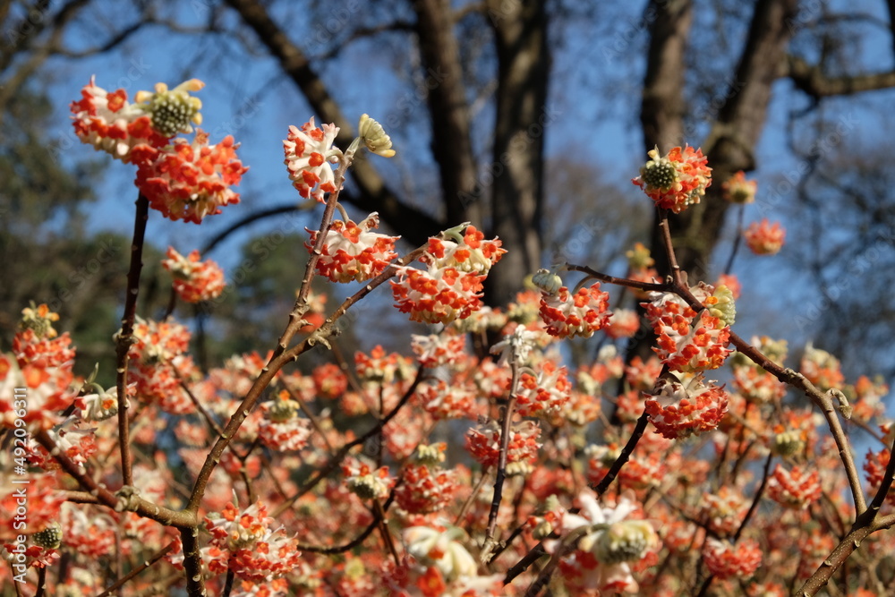 Edgeworthia Chrysantha Red Dragon