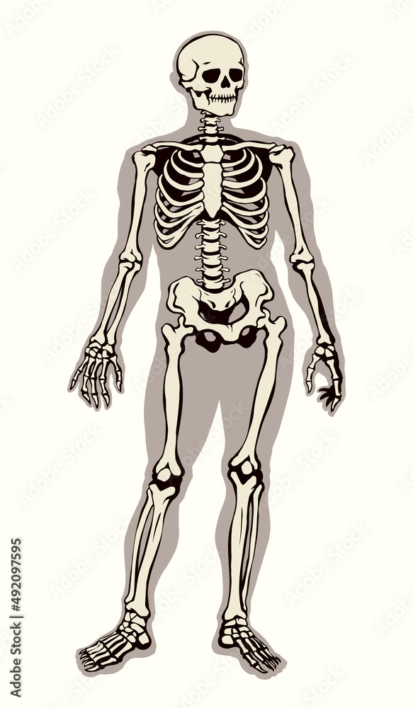 Human skeleton. Vector schematic drawing Stock Vector | Adobe Stock