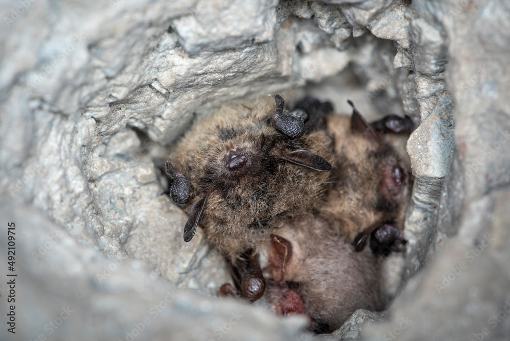 The pond bat (Myotis dasycneme) and Natterer's bat (Myotis nattereri ...