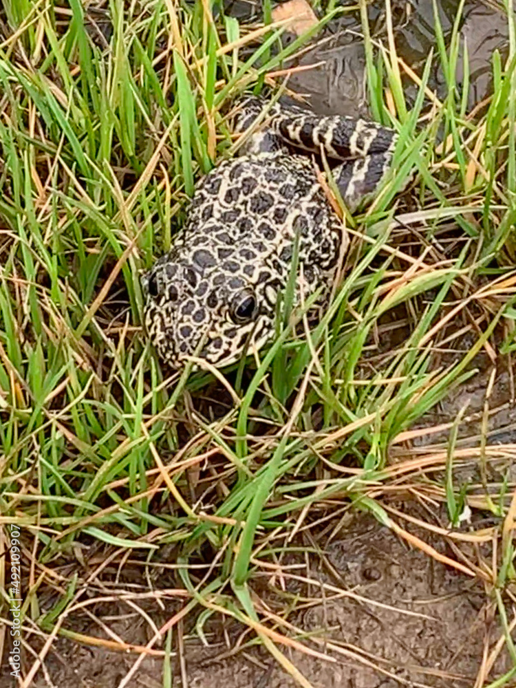 Rana areolata areolata, crawfish frog in the grass near the water Stock ...