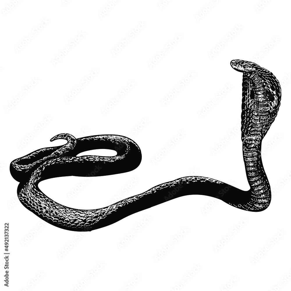 king cobra hand drawing vector illustration isolated on white ...