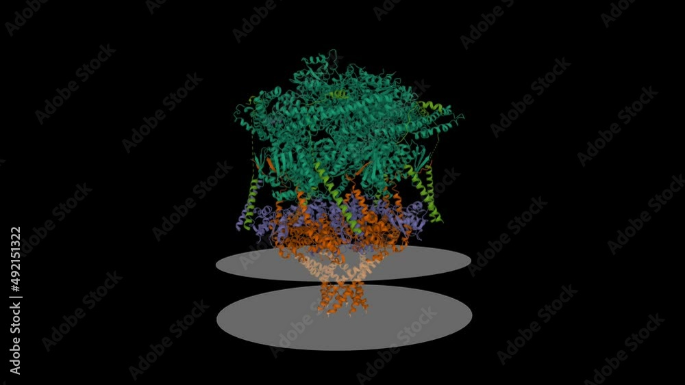 Plasmodium translocon of exported proteins (PTEX) core complex in the ...