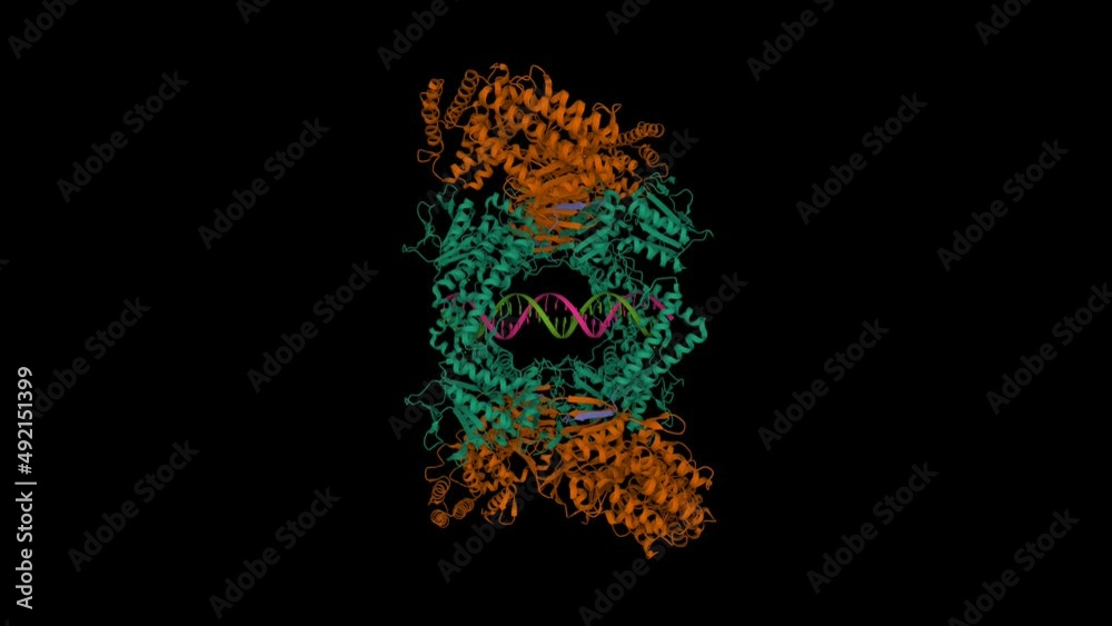 Cas1-Cas2-Csn2-DNA complex from the Type II-A CRISPR-Cas system ...