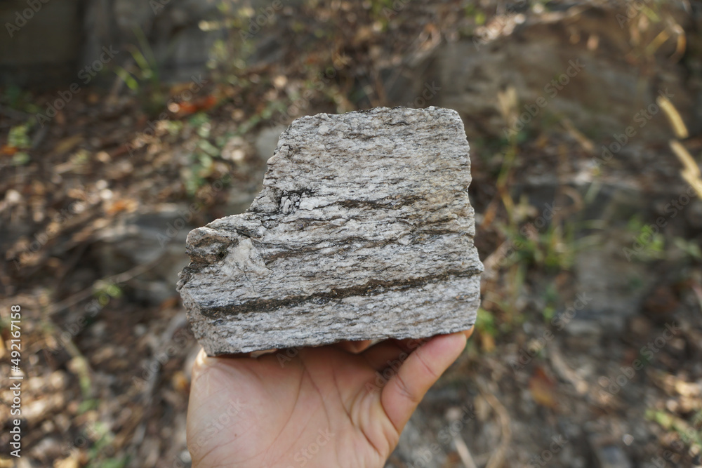 Foto de Gneiss specimen in a hand. Foliated metamorphic rock is ...