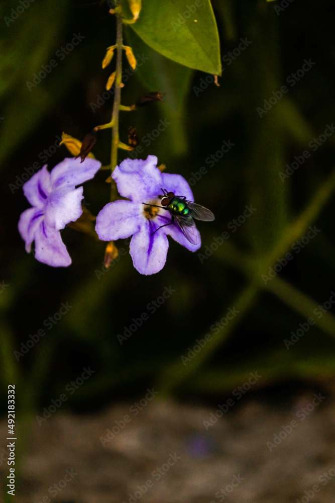 a fly sticking on the blooming flower of duranta erecta plant Stock ...