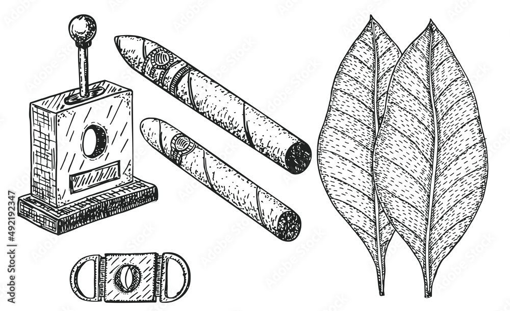 Vector illustration with hand rolled cigars in sketch style. Cigars set ...
