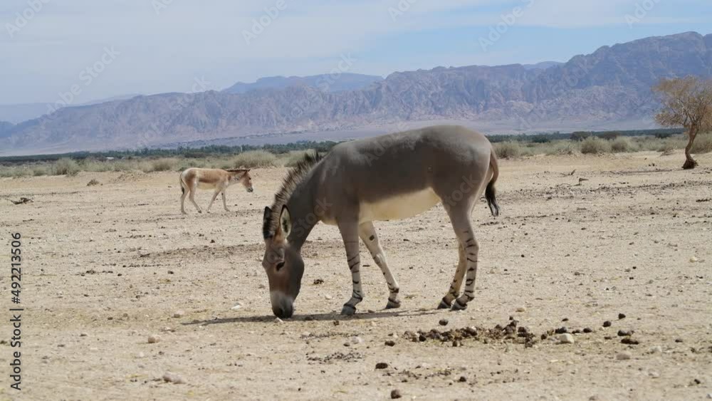 Somali wild donkey (Equus africanus) in nature reserve of the Middle ...