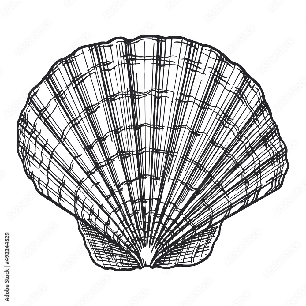 Sea shell outline hand-drawn sketch. Marine shell doodle illustration ...