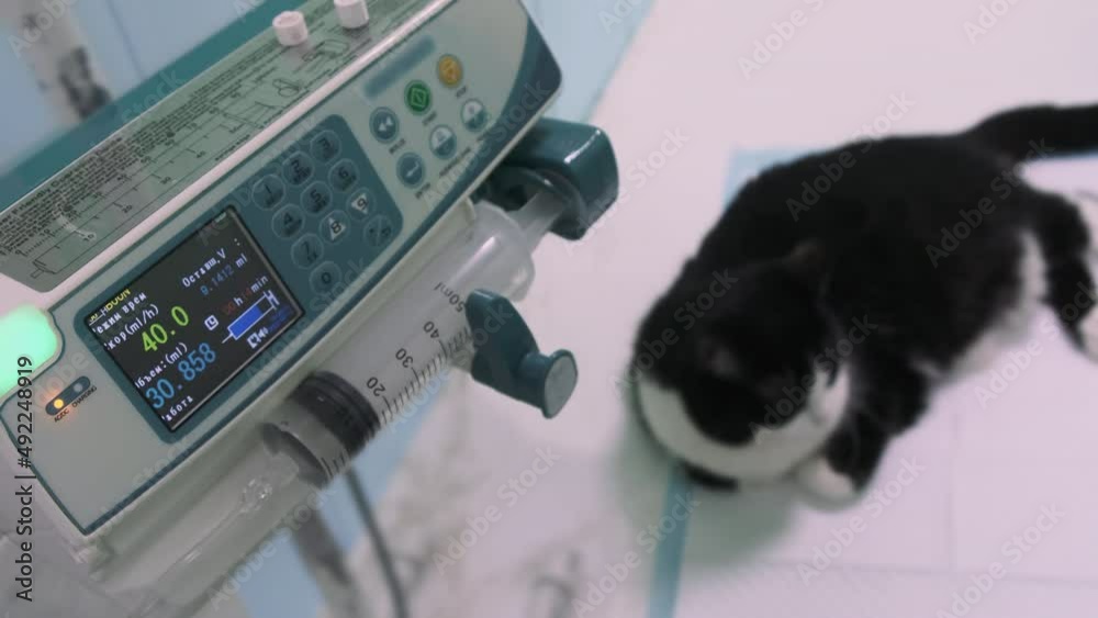 Vidéo Stock Close-up, working syringe pump monitor, cat on background ...