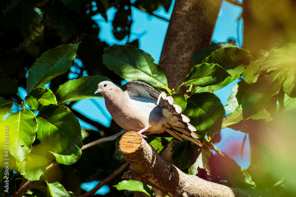 Torcaza común estirando las alas y plumas de la cola en el tronco de un ...