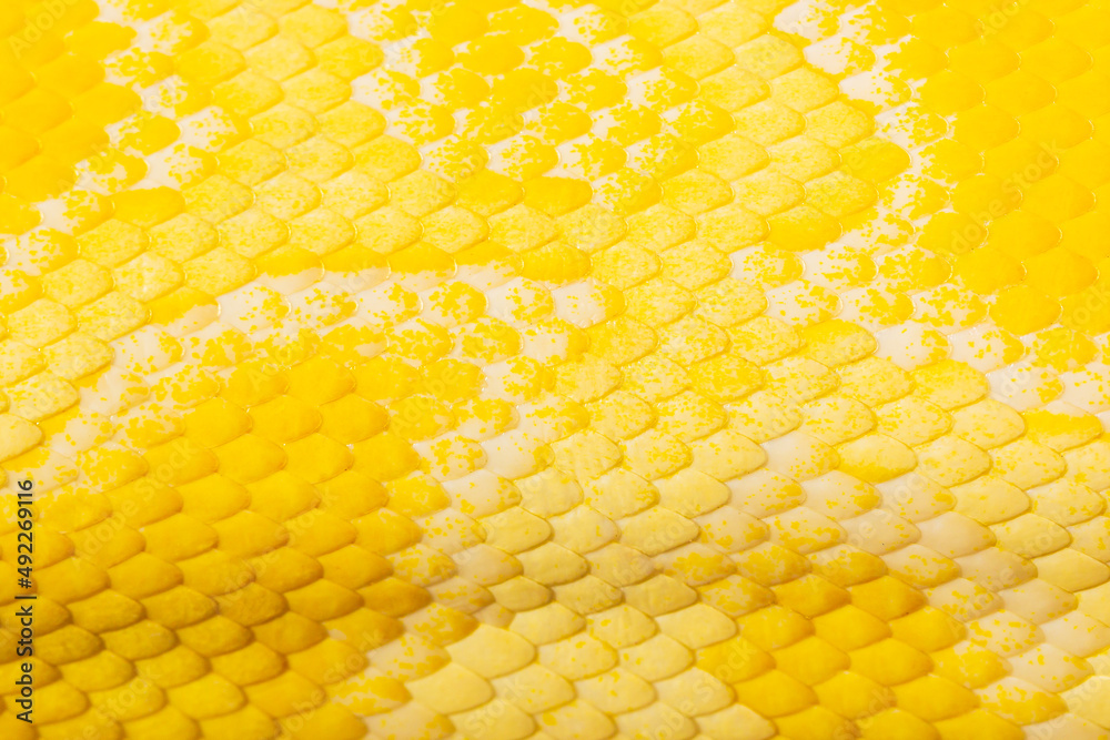macro yellow snake scale texture,close up view of golden python (Python ...