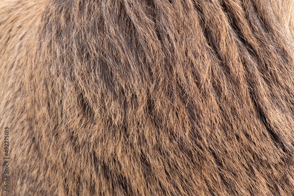 Nature animal body patterns close-up. Redhead brown fur background, fur ...