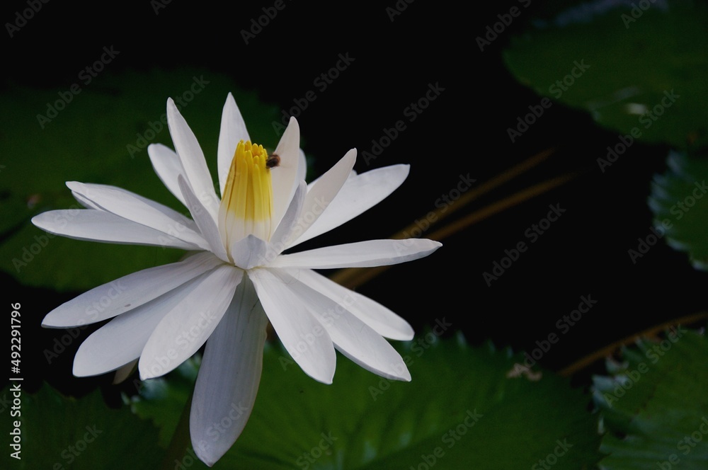 View of the white lotus on the pond, also known as Nymphaea lotus, the ...