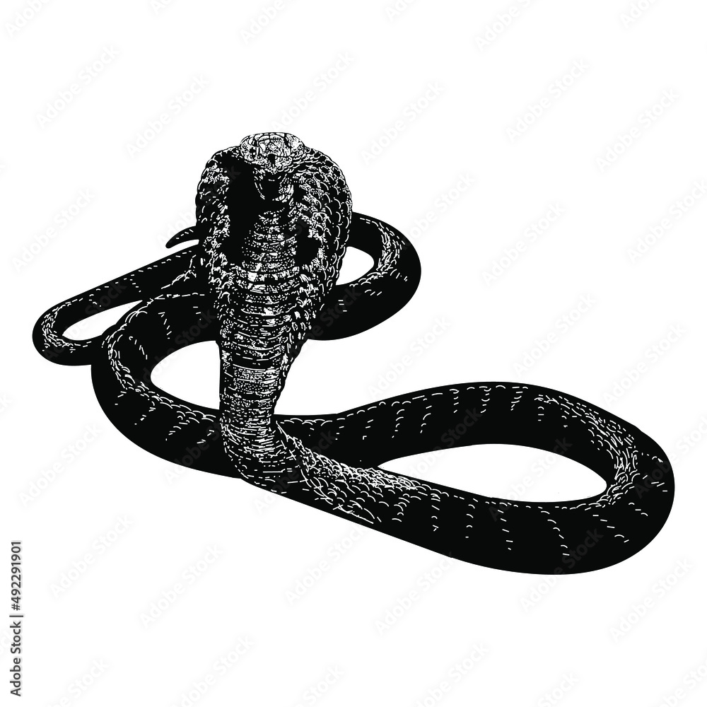 king cobra hand drawing vector illustration isolated on white ...