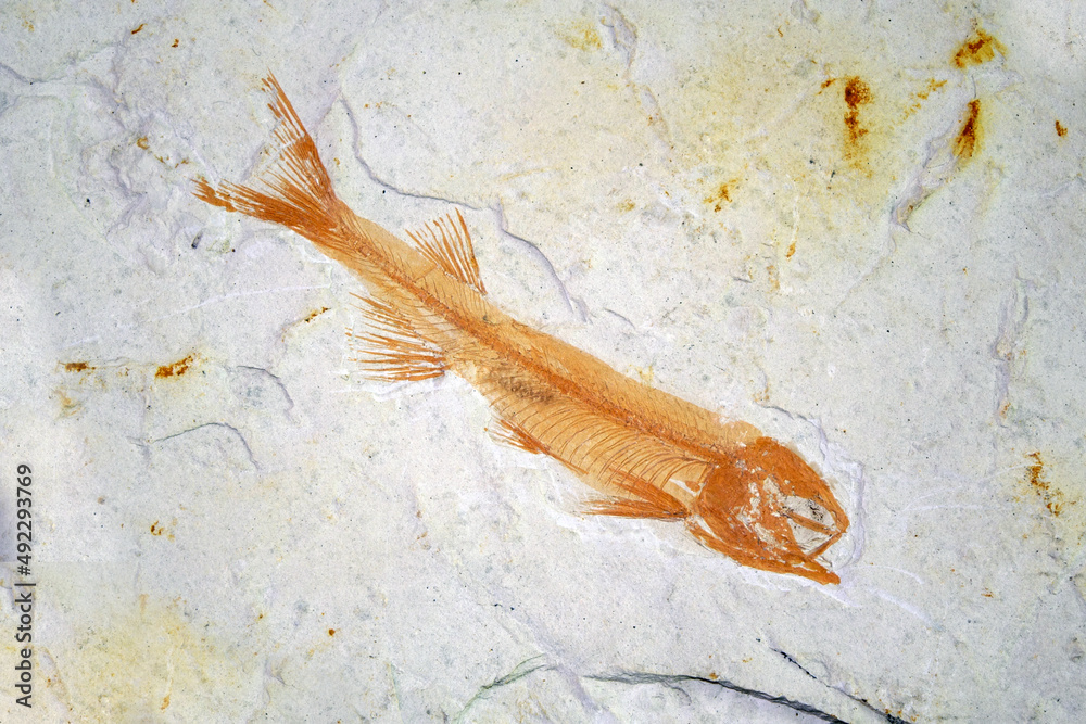 Fossil : Lycoptera Fish fossil from Liaoxi China, its lived from the ...