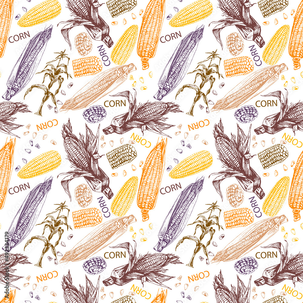 corn colored outline seamless pattern Drawing corn plant, cob, grains ...