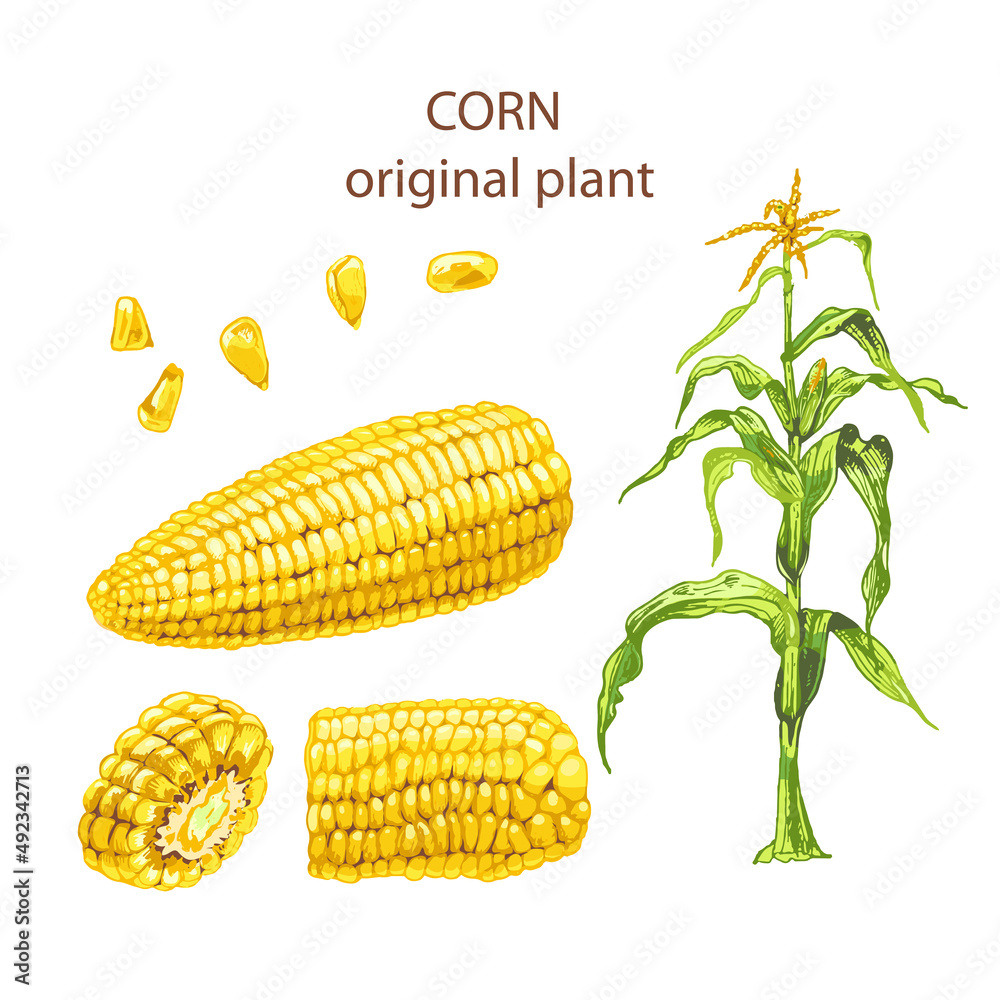 corn, color sketch of cob and plants Drawing corn plant, cob, grains ...