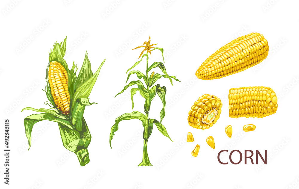 corn, set of images of ears of corn, plants, grains, color, cereal ...