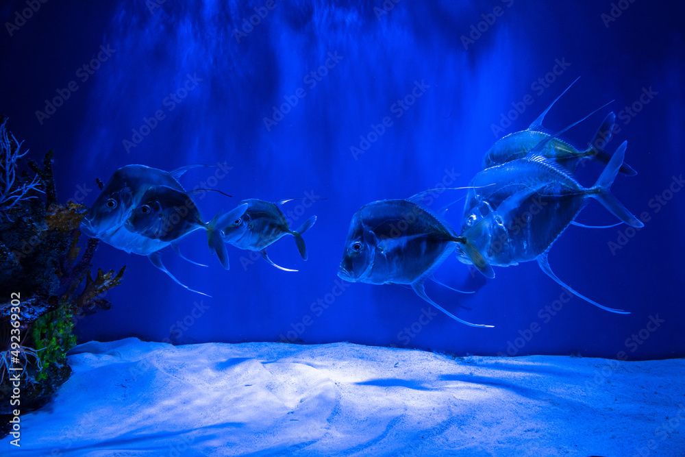 Selene fish Atlantic moonfish swarm in blue water ocean aquarium nature ...