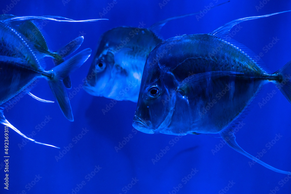 Selene fish Atlantic moonfish swarm in blue water ocean aquarium nature ...