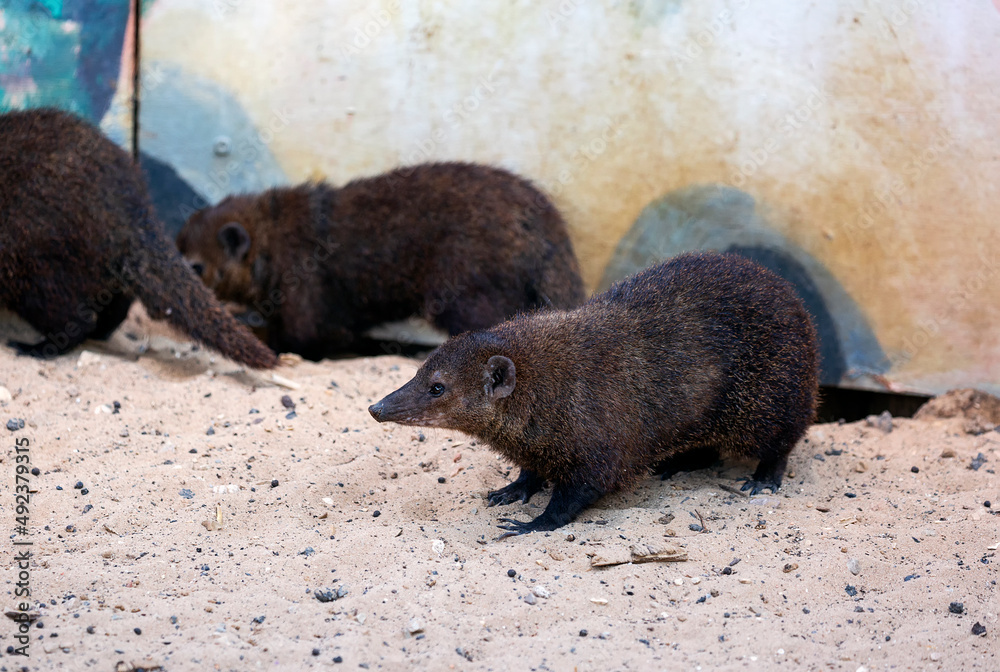 Close up of Precious Little Dwarf Mongoose Laying Down on sand. The ...