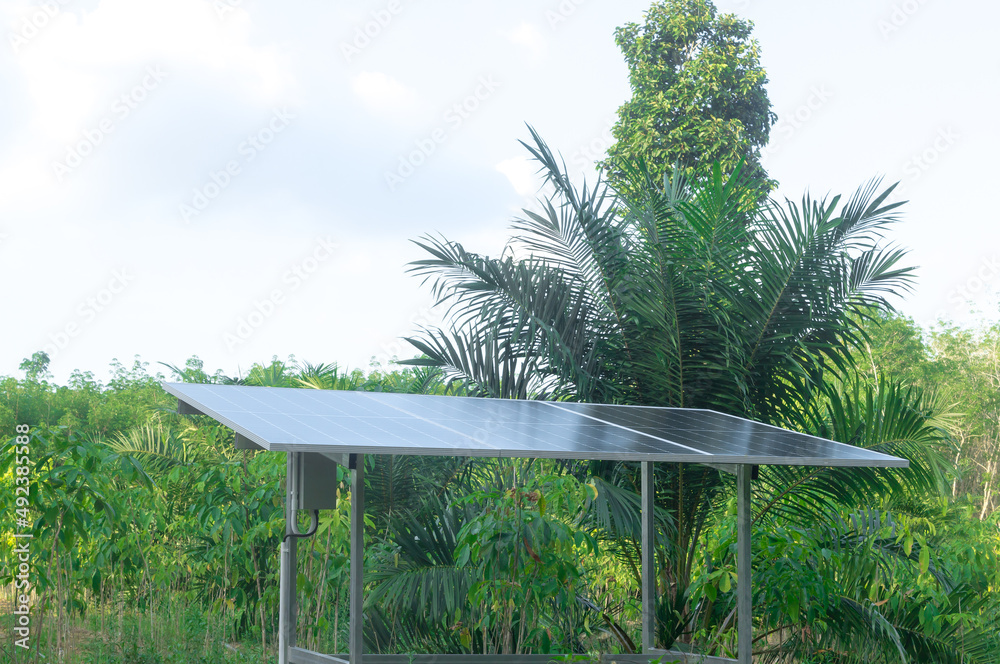Solar panel installed in oil palm plantation to generate power from ...